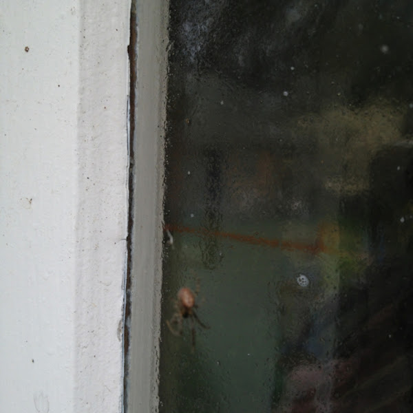 Spider | Project Noah