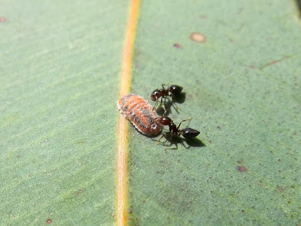Large scale insect | Project Noah