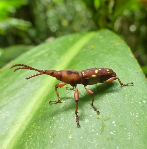 Straight-snouted Weevil | Project Noah