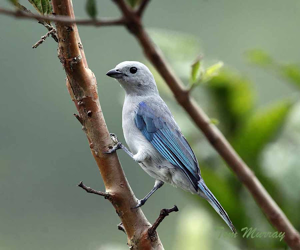 Blue-gray Tanager | Project Noah