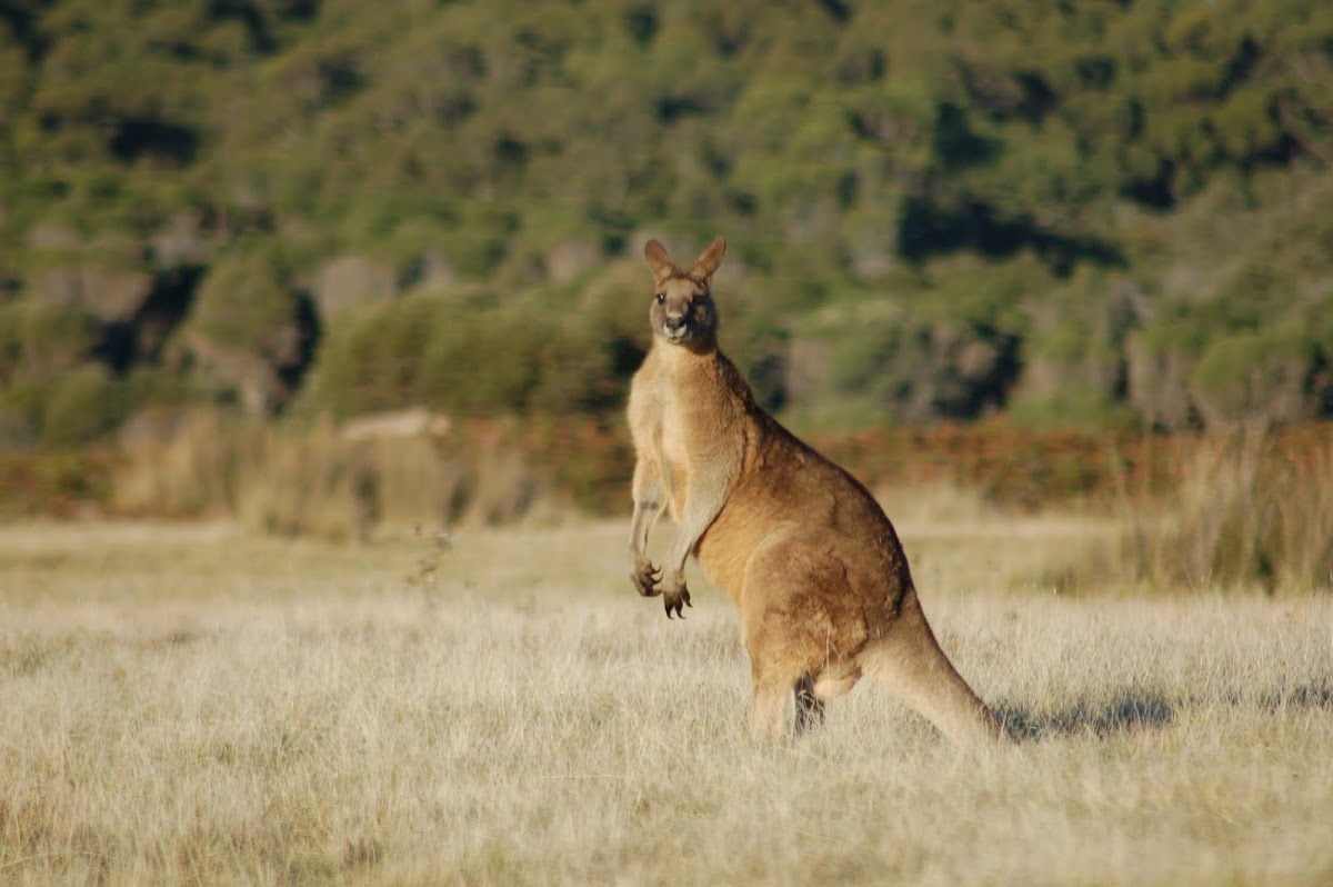 Eastern Grey (Forester's) Kangaroo | Project Noah