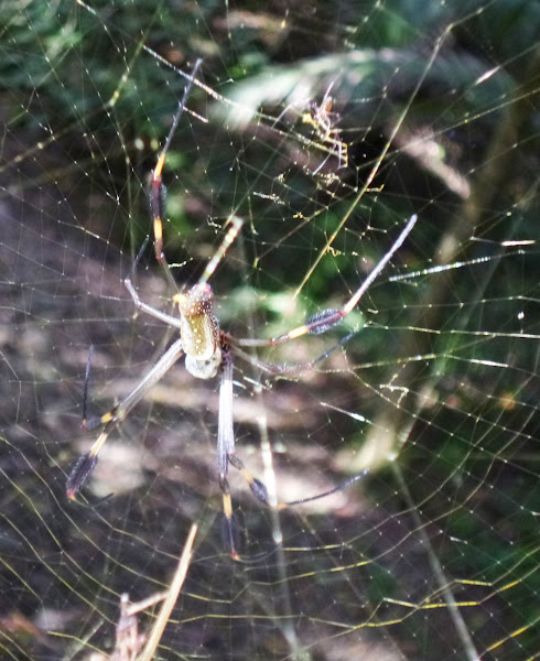 Nephila Spider | Project Noah