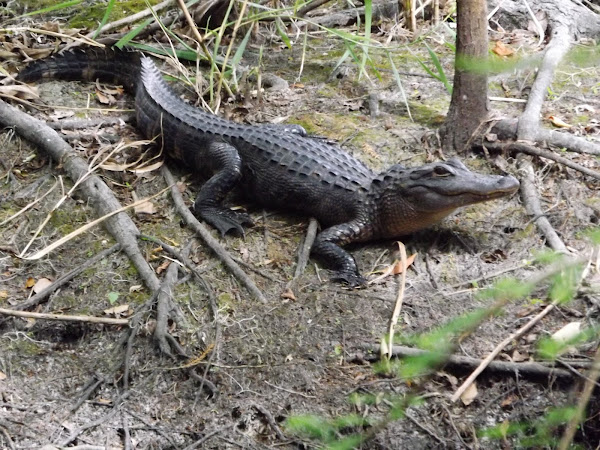 American Alligator | Project Noah