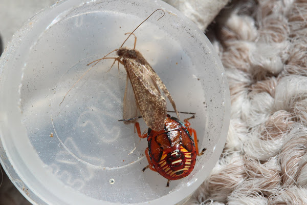 Predatory Stink Bug nymph | Project Noah