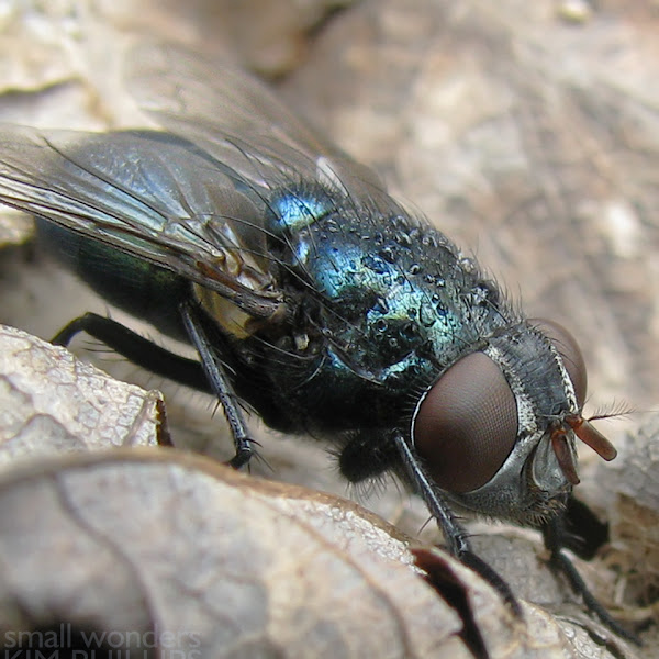 Blow Fly | Project Noah