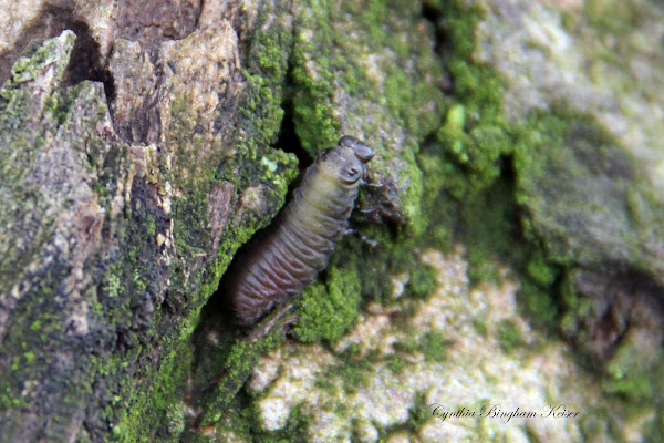 Australian Tortoise Beetle Larvae | Project Noah
