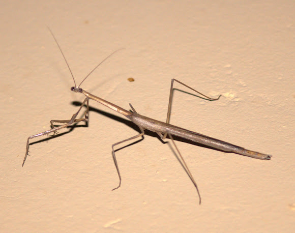 Stick Mantis | Project Noah