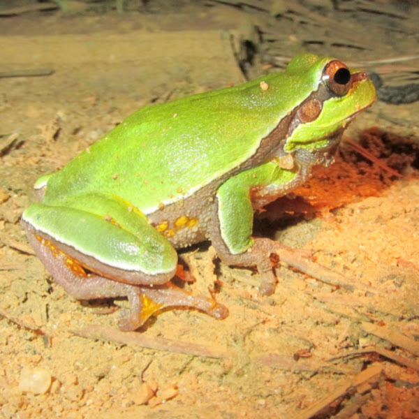 Pine Barrens Treefrog | Project Noah