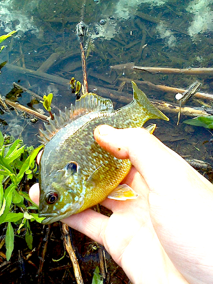 Pumpkinseed Sunfish | Project Noah