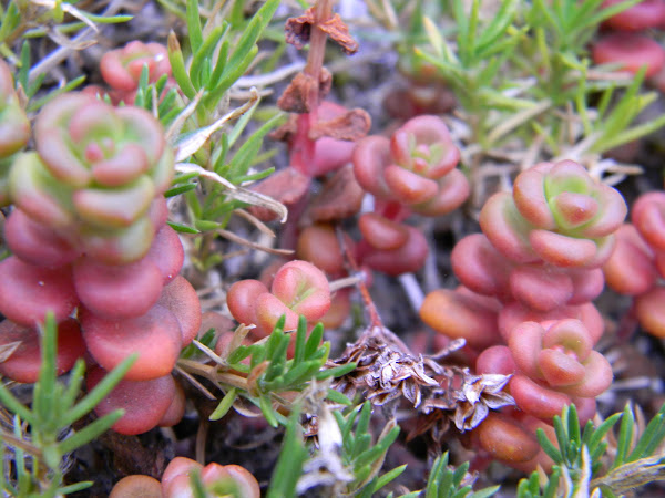 Spreading Stonecrop | Project Noah