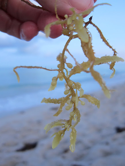 Sargassum sea weed | Project Noah