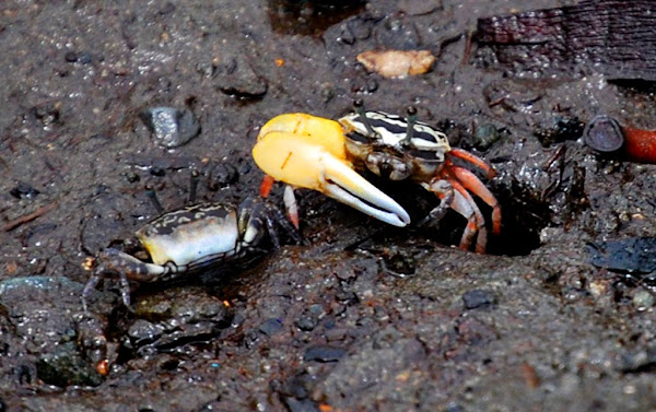 Tiny Fiddler Crab | Project Noah