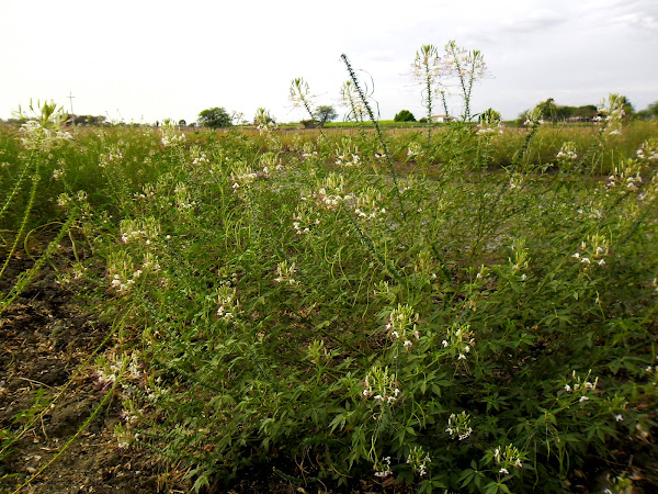 Flor de Muçambê | Project Noah