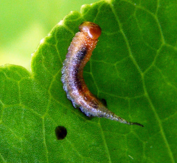 Sawfly Larvae | Project Noah