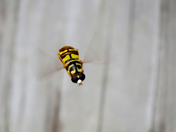 Yellow Jacket Hover Fly | Project Noah