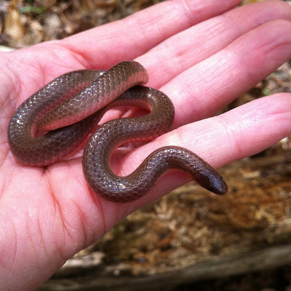 Eastern worm snake | Project Noah
