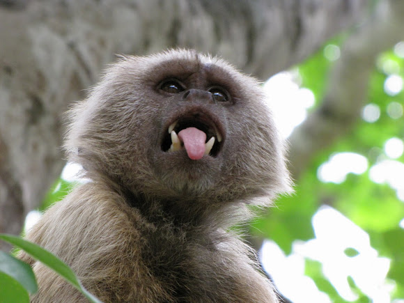 Weeper capuchin | Project Noah