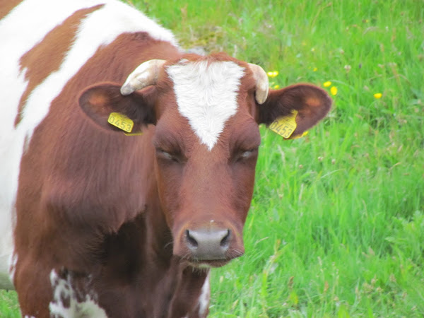 Freemartin (cattle) | Project Noah