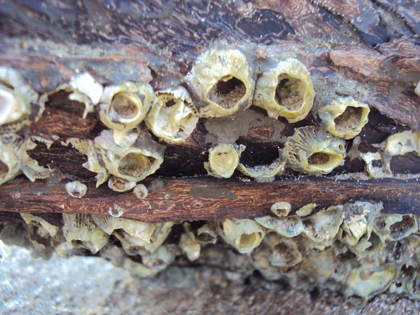 Barnacles | Project Noah