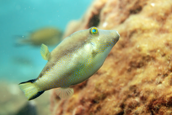Macaronesian sharpnose-puffer | Project Noah