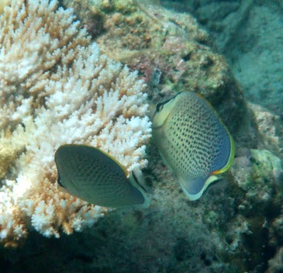 Speckled (spotted) butterflyfish | Project Noah