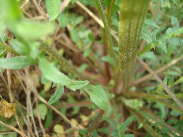 Mutant Plant | Project Noah