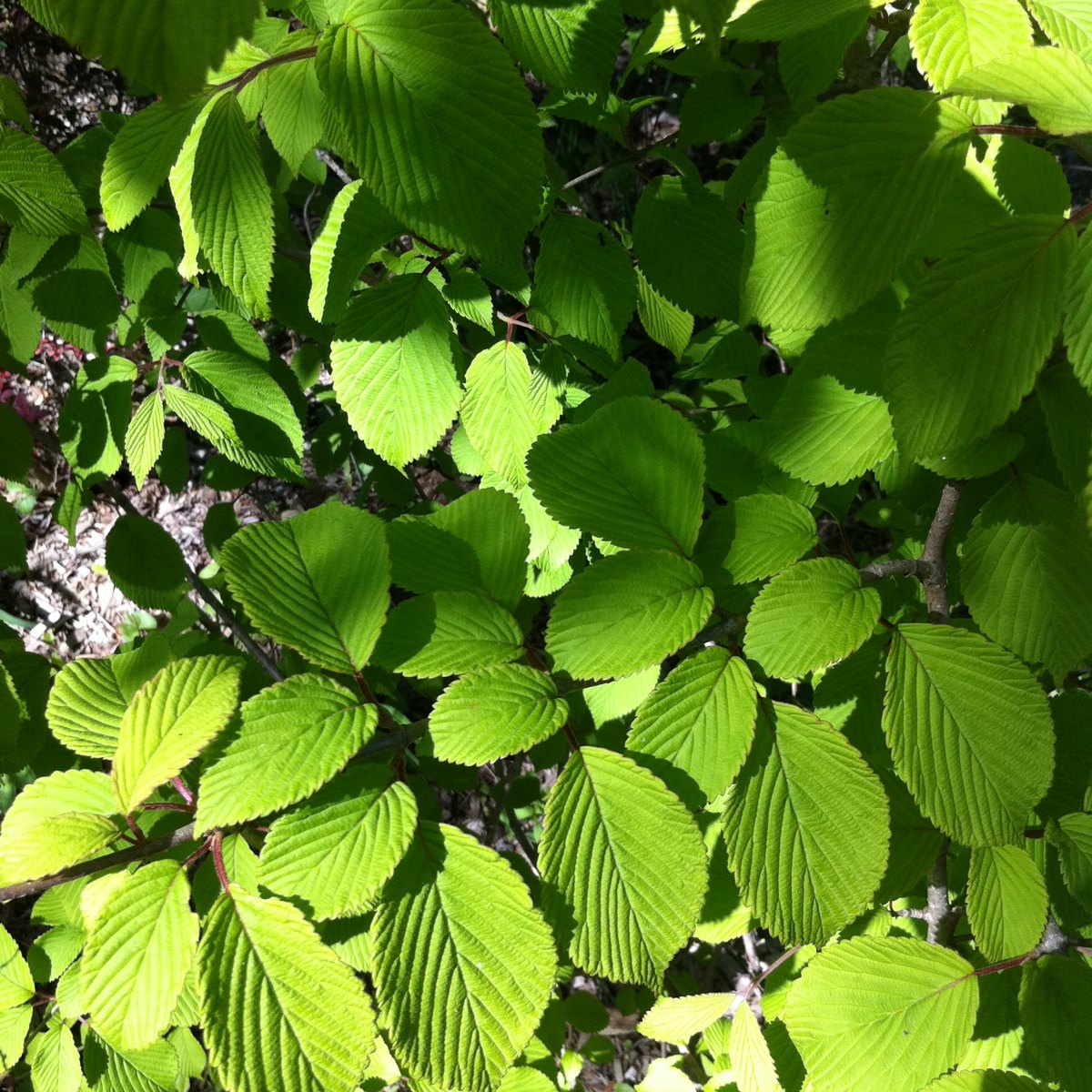 Verbinum | Project Noah