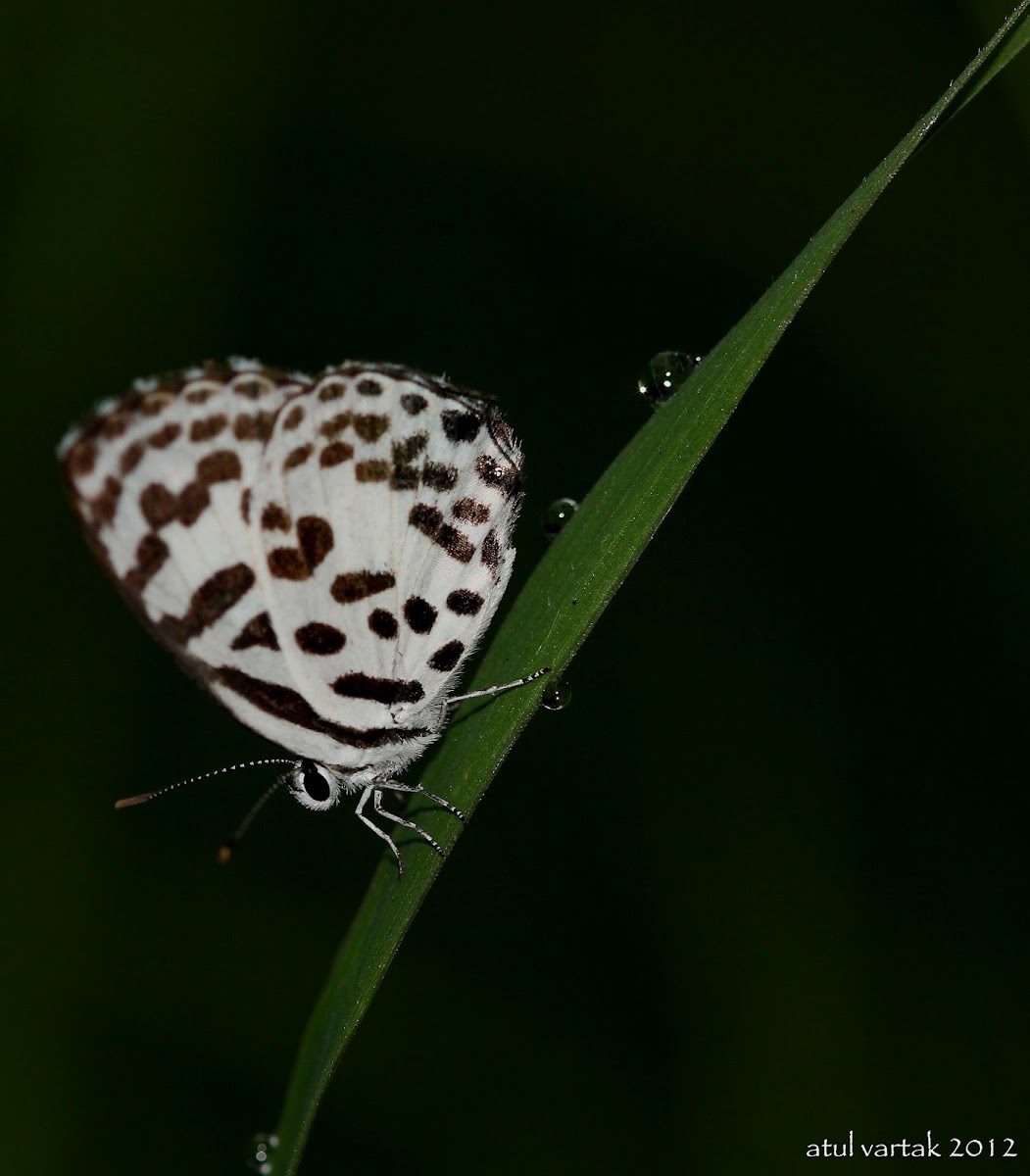 Common Pierrot | Project Noah