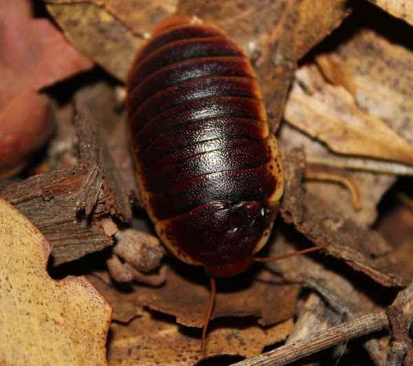 Table Mountain Cockroach | Project Noah
