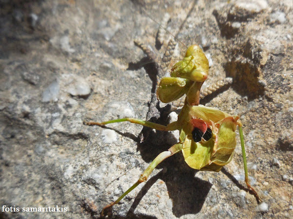 European dwarf mantis | Project Noah