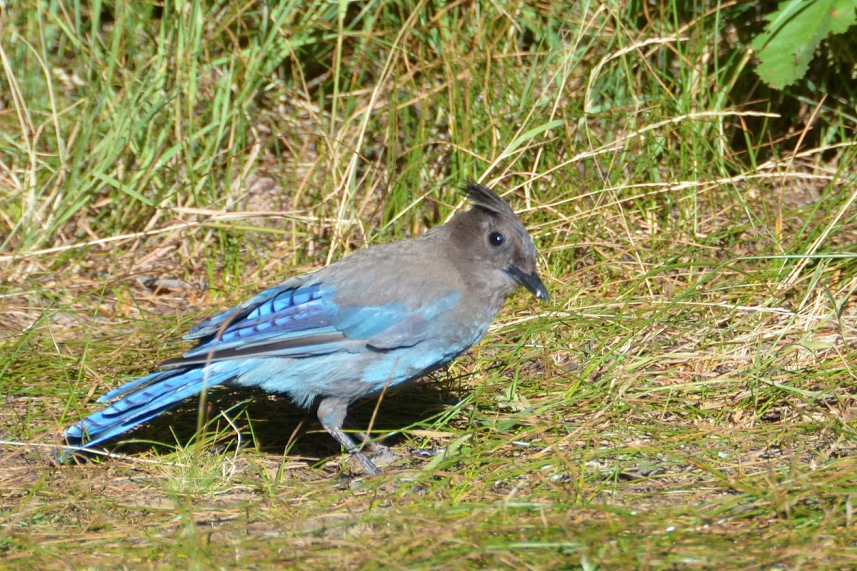 Stellar's Jay | Project Noah