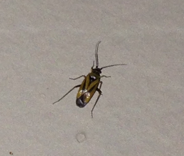 Plant Bug | Project Noah