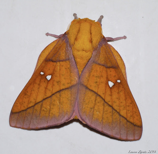 Silk Moth | Project Noah