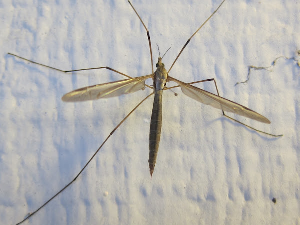 Crane Fly | Project Noah