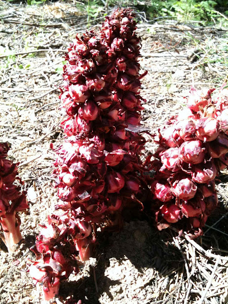 Snow Plant | Project Noah