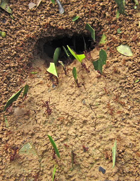 Leaf cutter ants | Project Noah