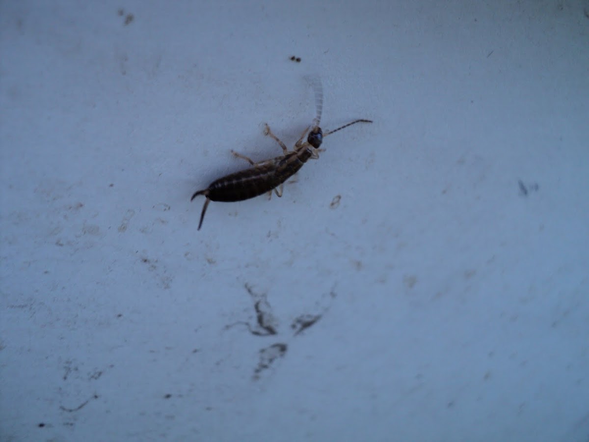 Earwig | Project Noah