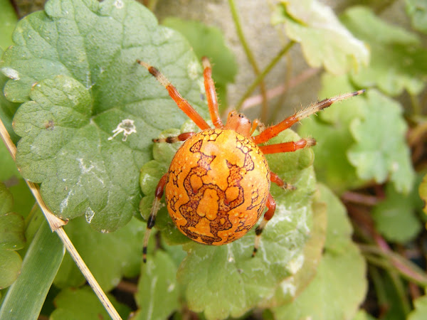 Marbled Orbweaver | Project Noah