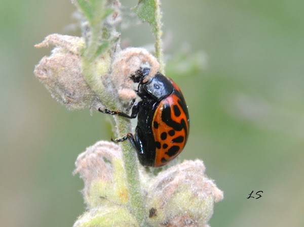 Calligraphy beetles | Project Noah