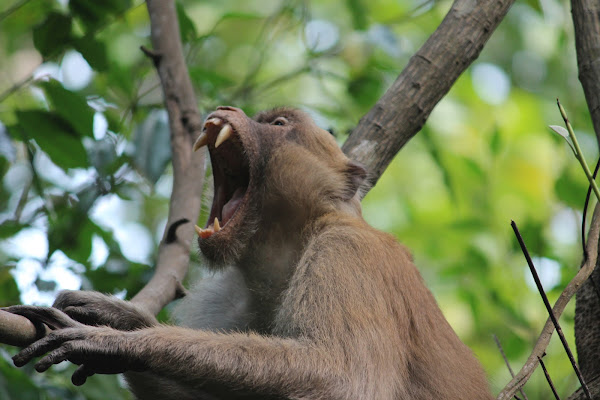 Northern Pig-tailed Macaque | Project Noah