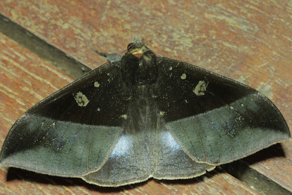 Underwing Moth | Project Noah