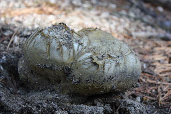 Pigskin Poison Puffball | Project Noah