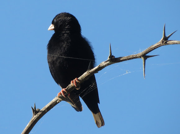 Dusky indigobird | Project Noah