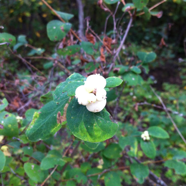 Snowberry, Waxberry, Ghostberry | Project Noah