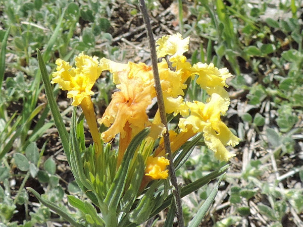 Fringed Puccoon | Project Noah