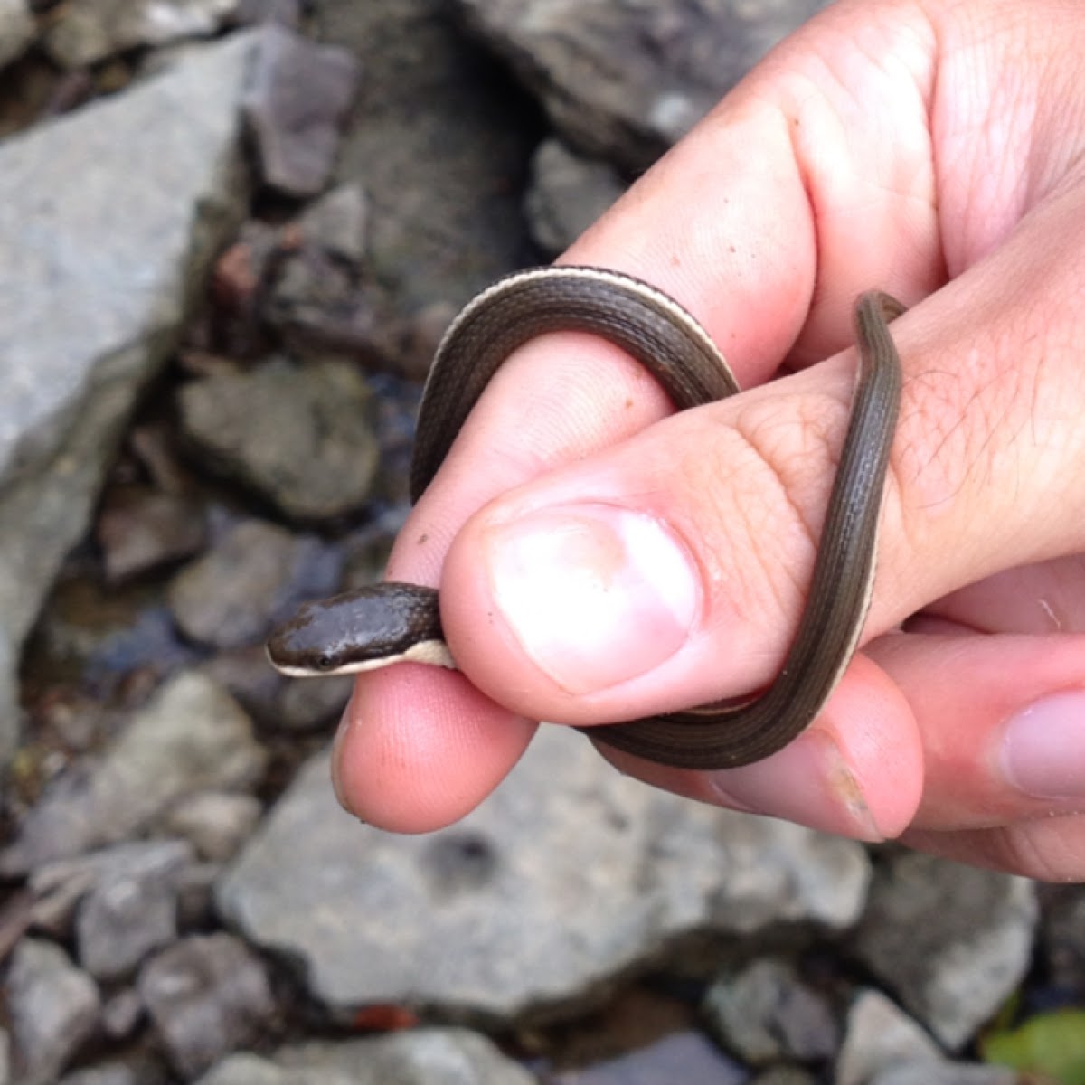 Queen Snake | Project Noah