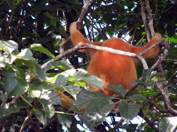 Mantled howler monkey(rare lack of melanin) | Project Noah
