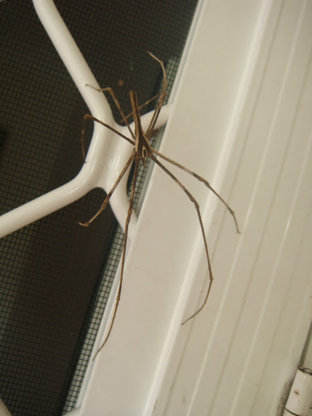 Rufous Net-casting Spider | Project Noah