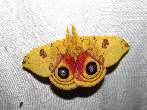 Io Moth (male) | Project Noah