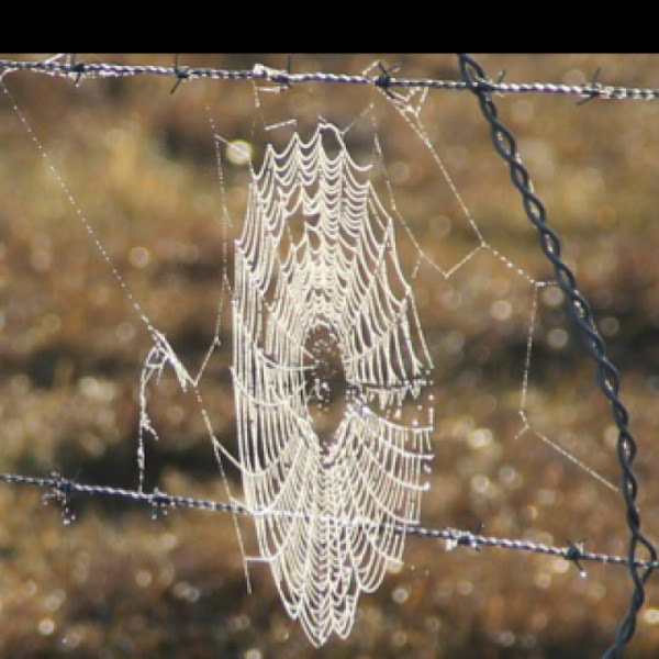 Spider | Project Noah